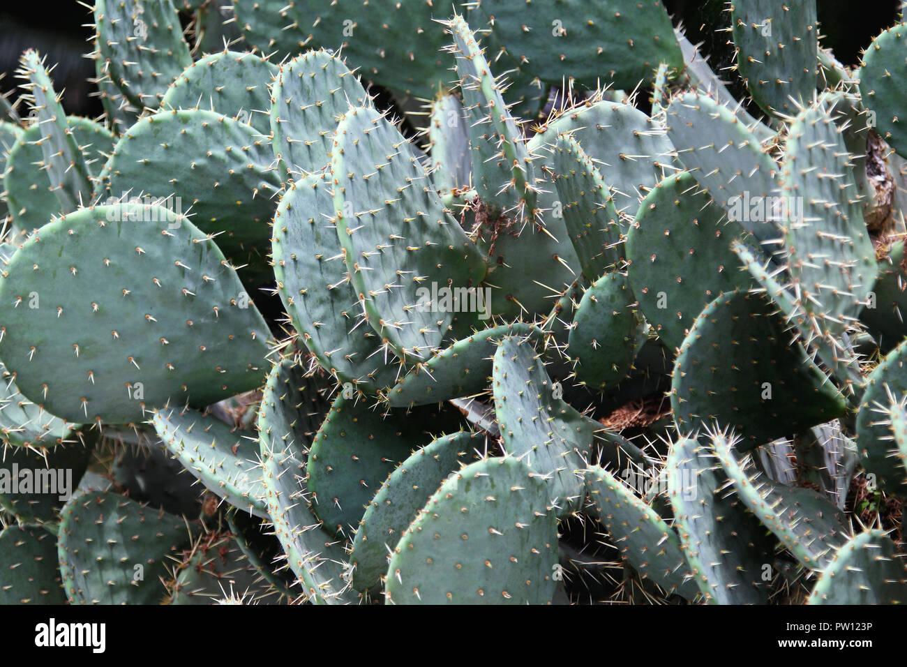 Sharp spines and stems at cactus plants Stock Photo - Alamy