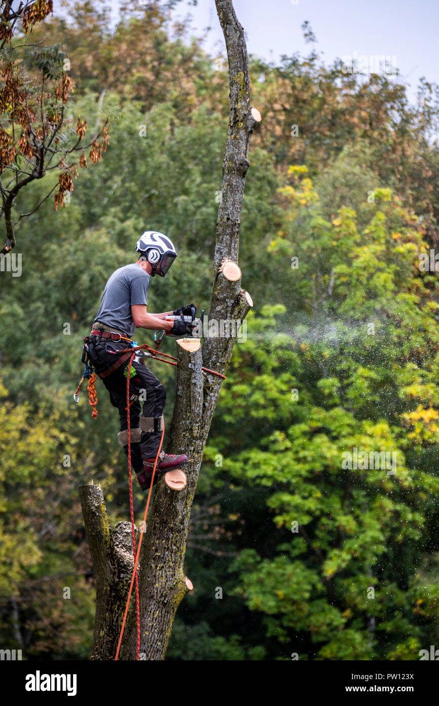 Tree climber, industrial climber, falls a deciduous tree, climbs with a ...