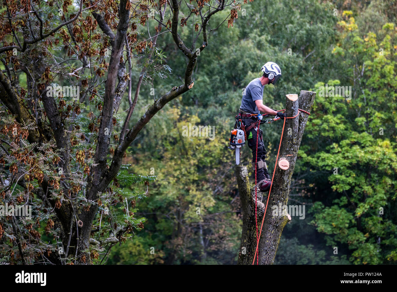 Tree climber, industrial climber, falls a deciduous tree, climbs with a ...
