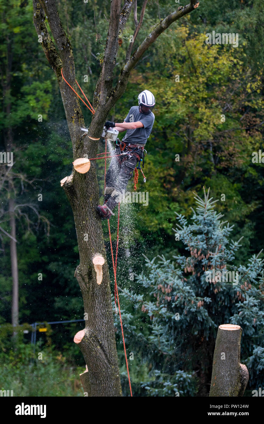Tree climber, industrial climber, falls a deciduous tree, climbs with a ...