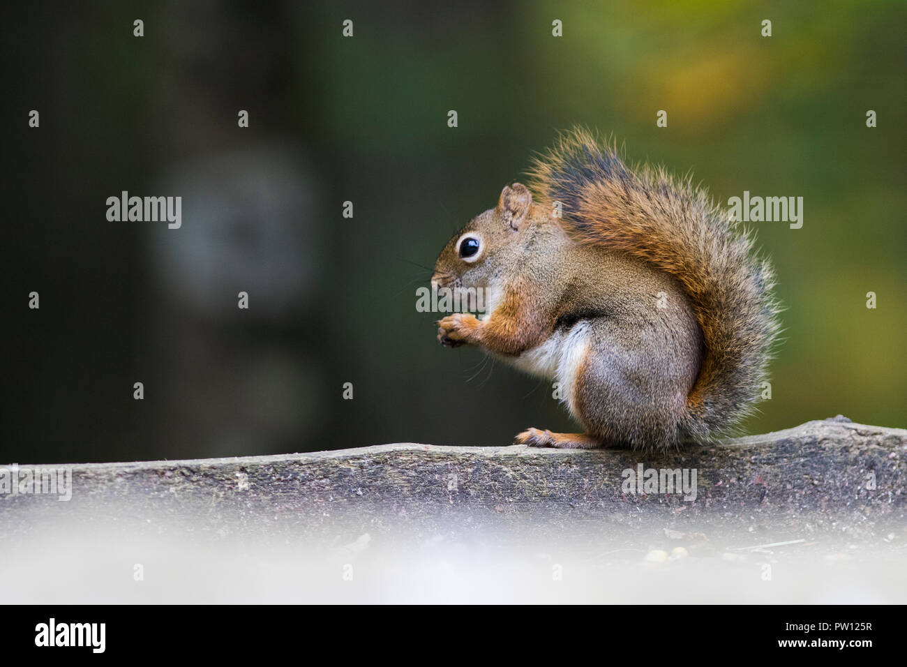 American Red Squirrel Portrait High Resolution Stock Photography and ...