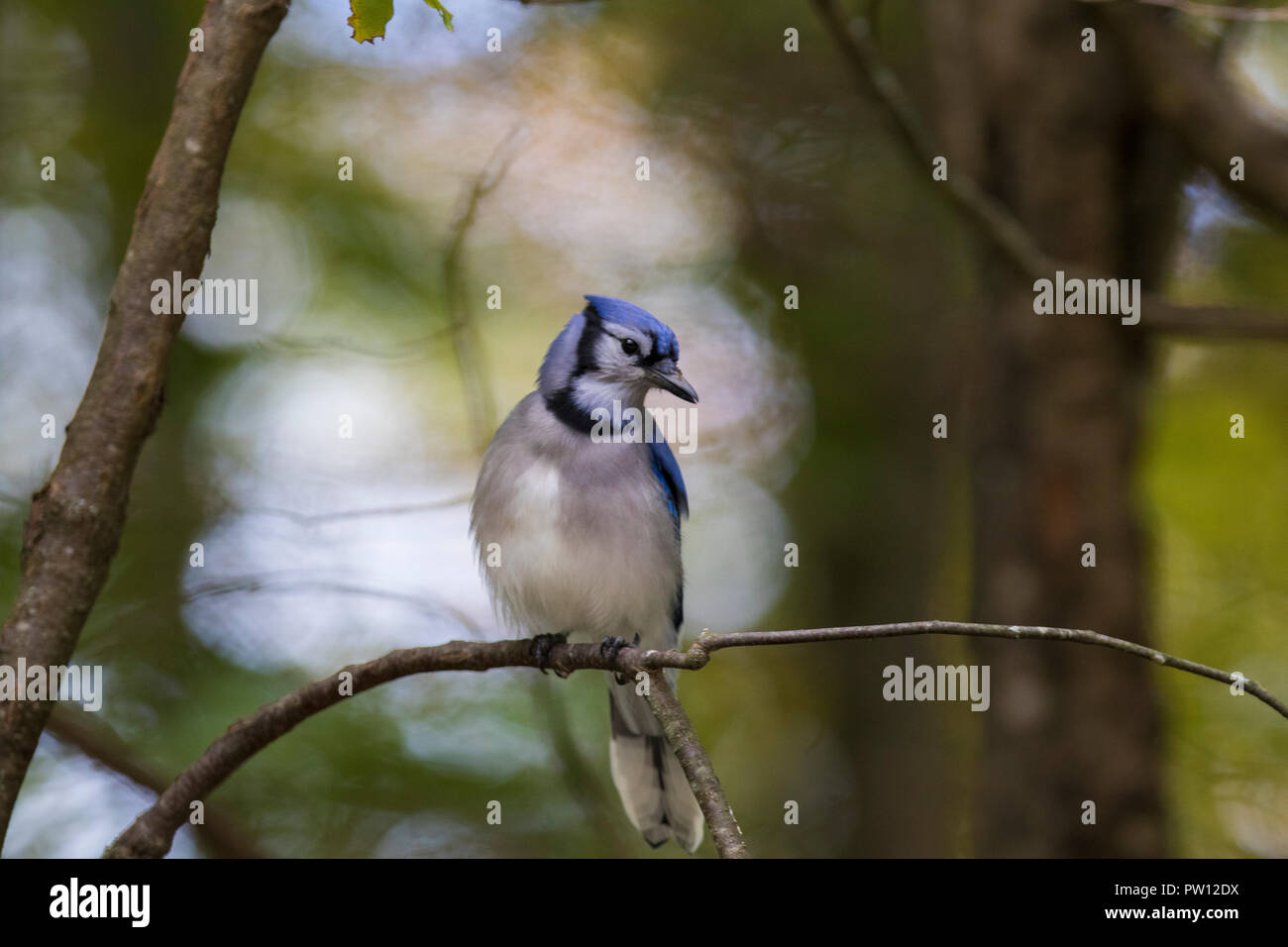 Blue jay in natural environment hi-res stock photography and images - Alamy