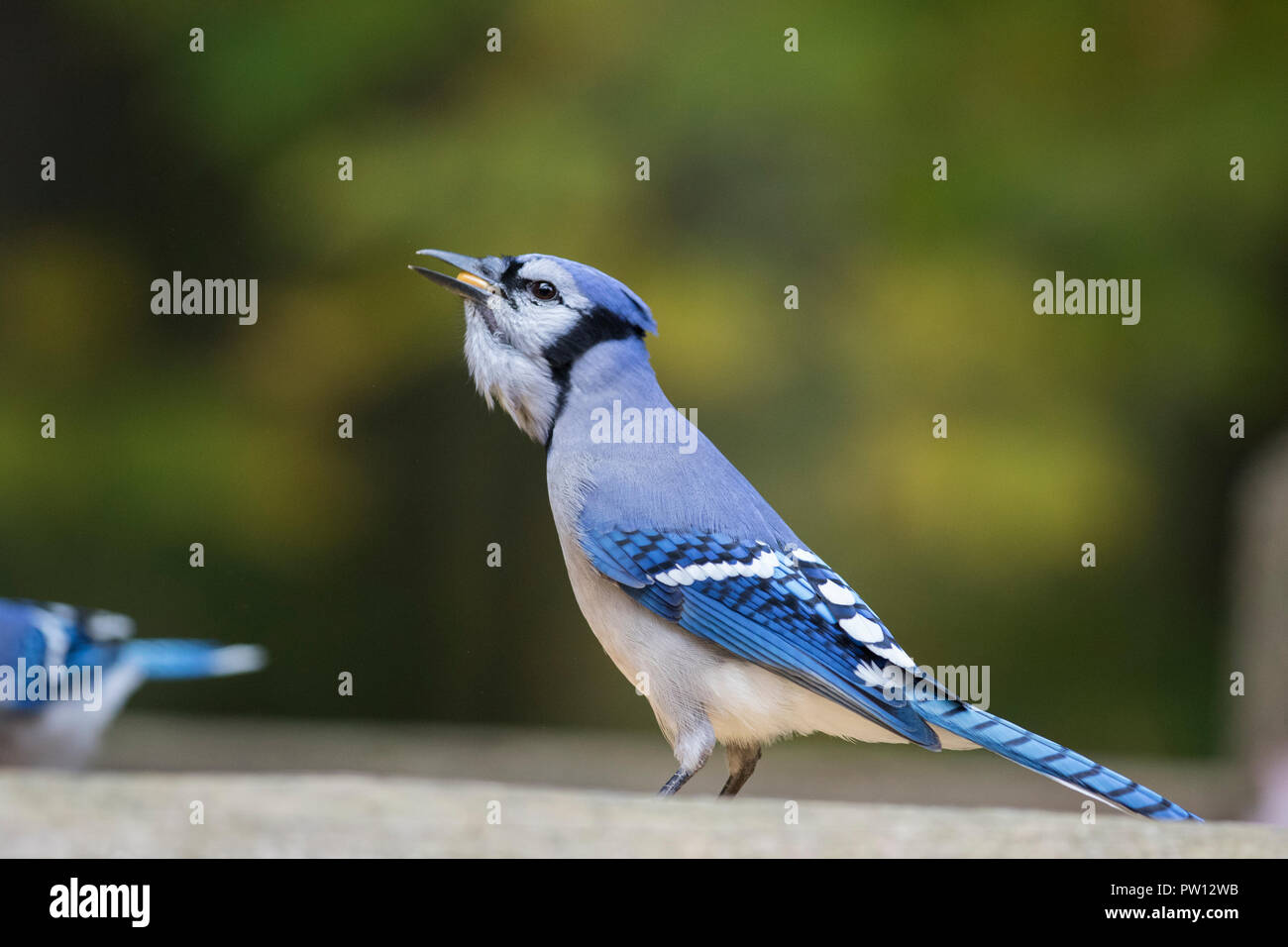 Blue jay in natural environment hi-res stock photography and images - Alamy