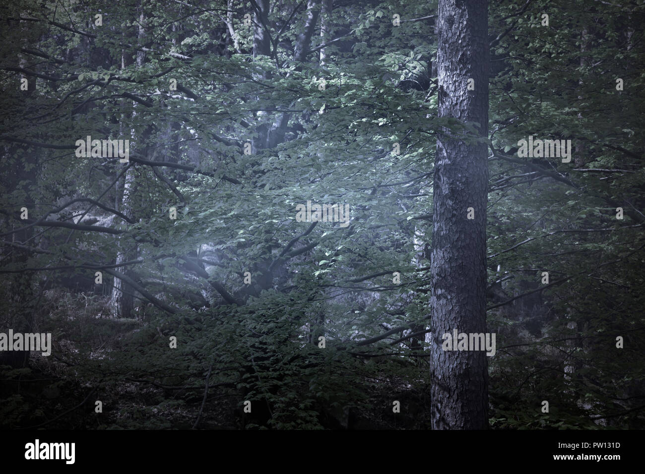 Jungle deep hi-res stock photography and images - Alamy