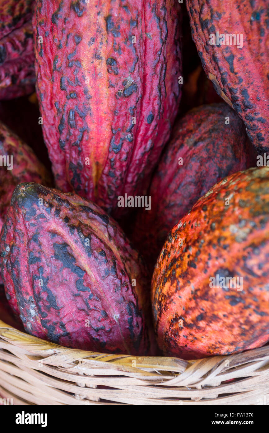 Basket of ripe red cacao pods piled in soft tropical sunlight at a ...