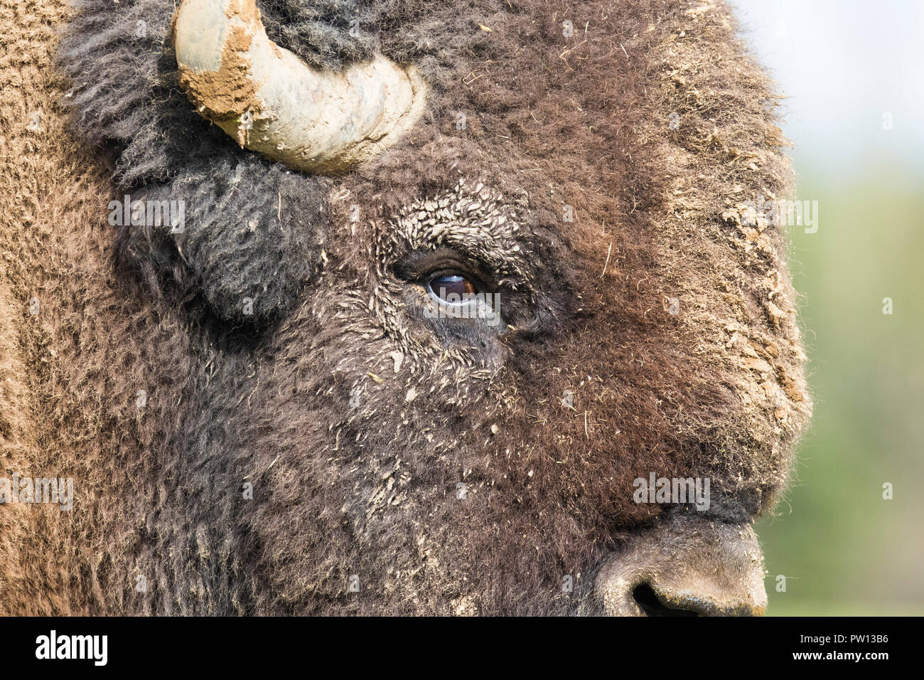 Buffalo fur texture hi-res stock photography and images - Alamy