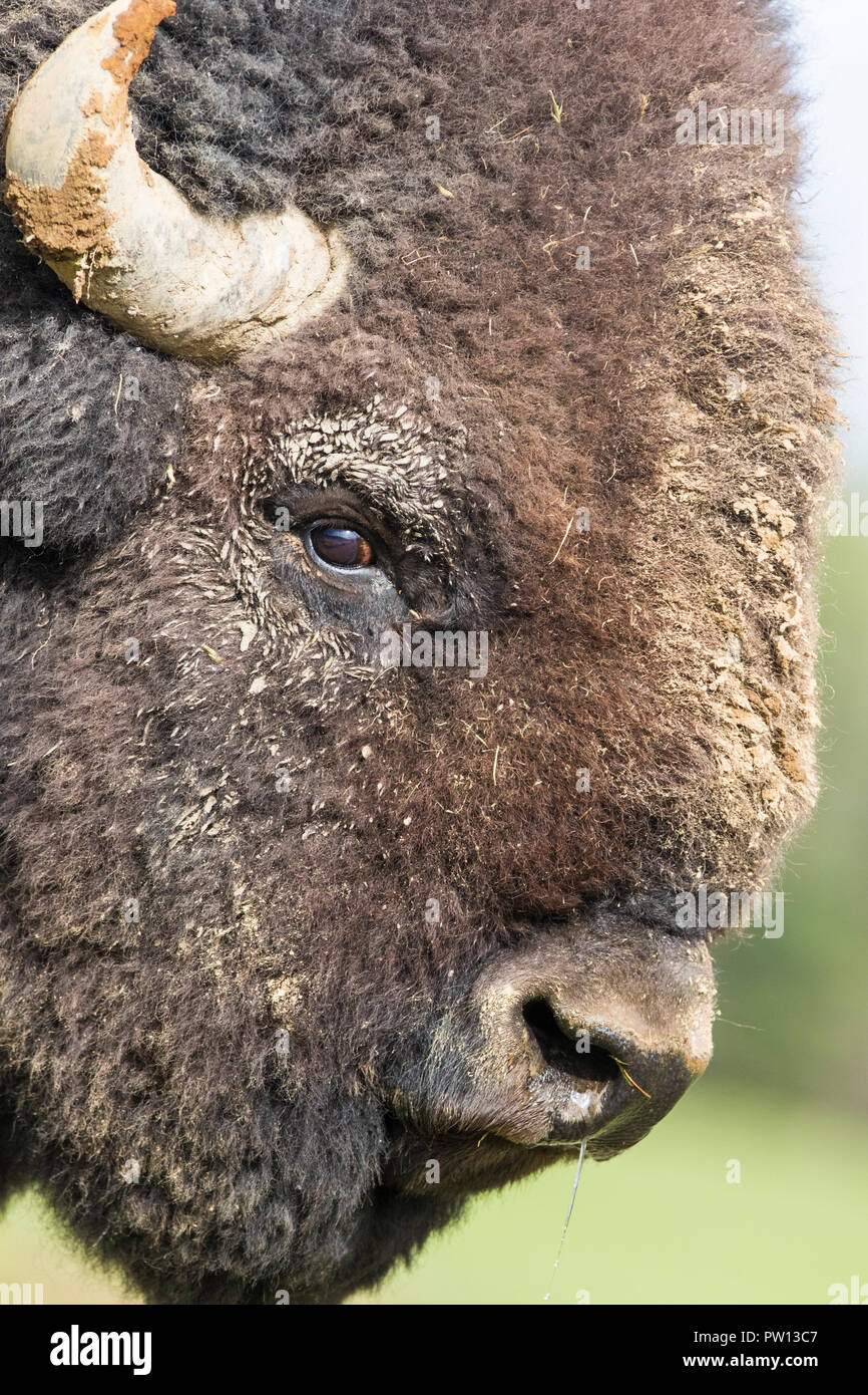 huge male bison portrait Stock Photo - Alamy