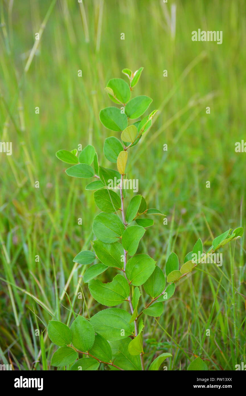 Ziziphus mauritiana hi-res stock photography and images - Alamy