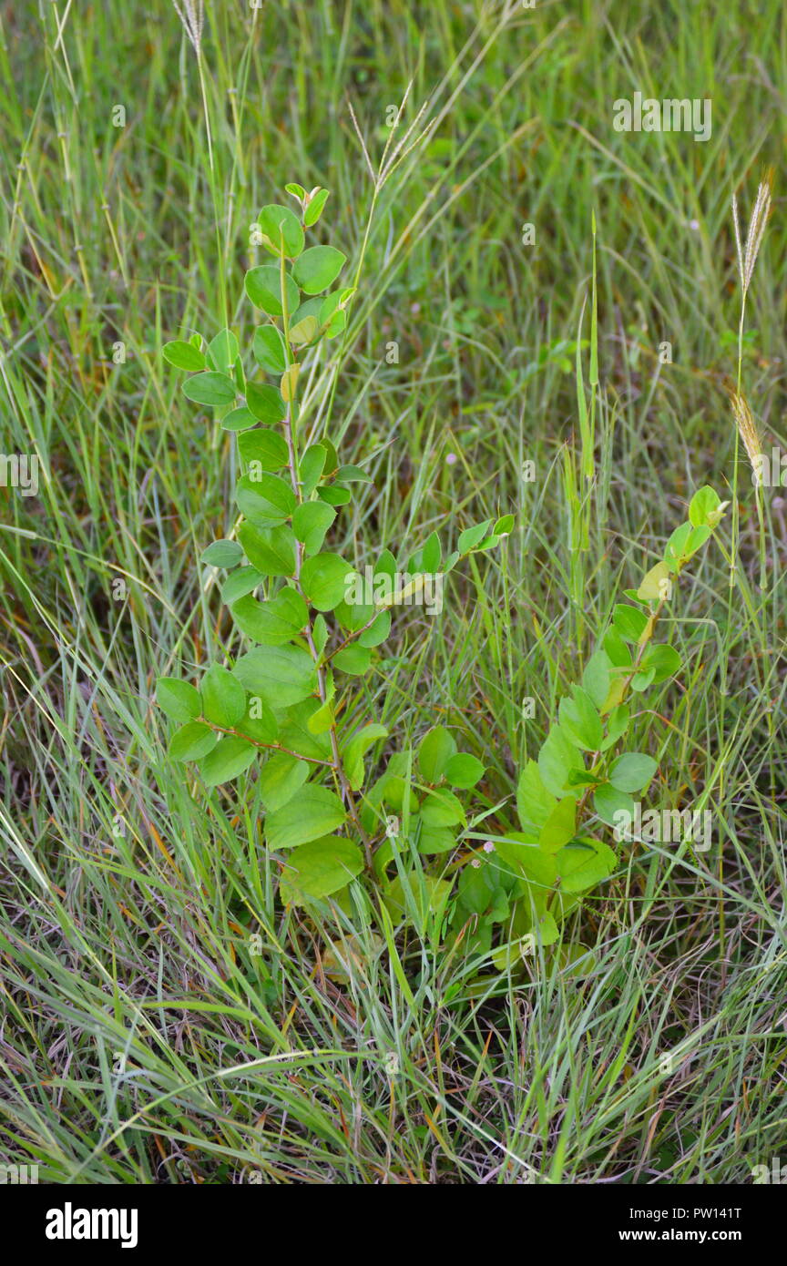 Ziziphus mauritiana plant Stock Photo - Alamy