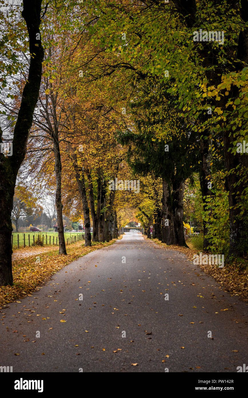 Long footpath surrounded by tall trees with colorful autumnal leaves in ...