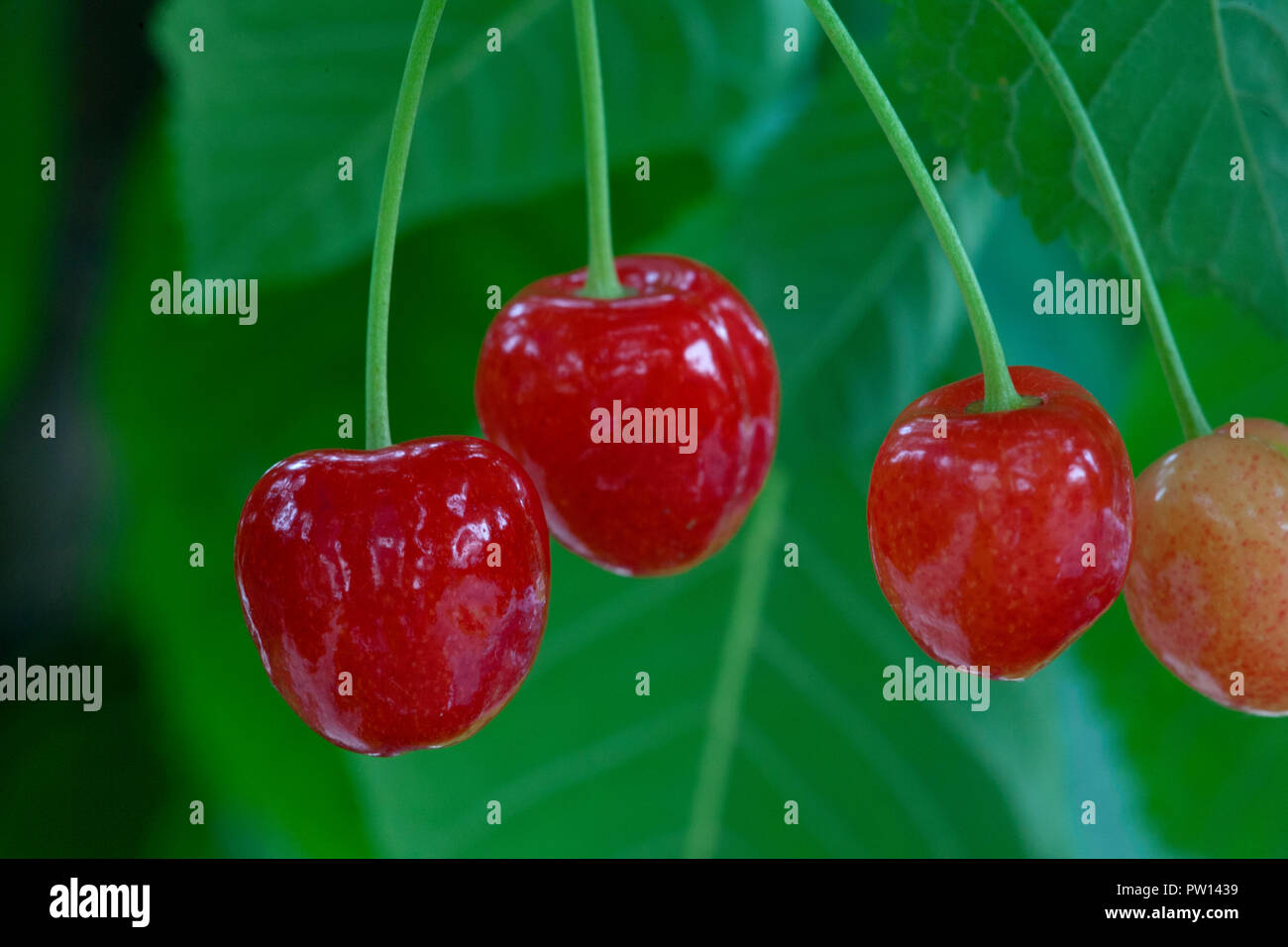 Black Cherries High Resolution Stock Photography and Images - Alamy