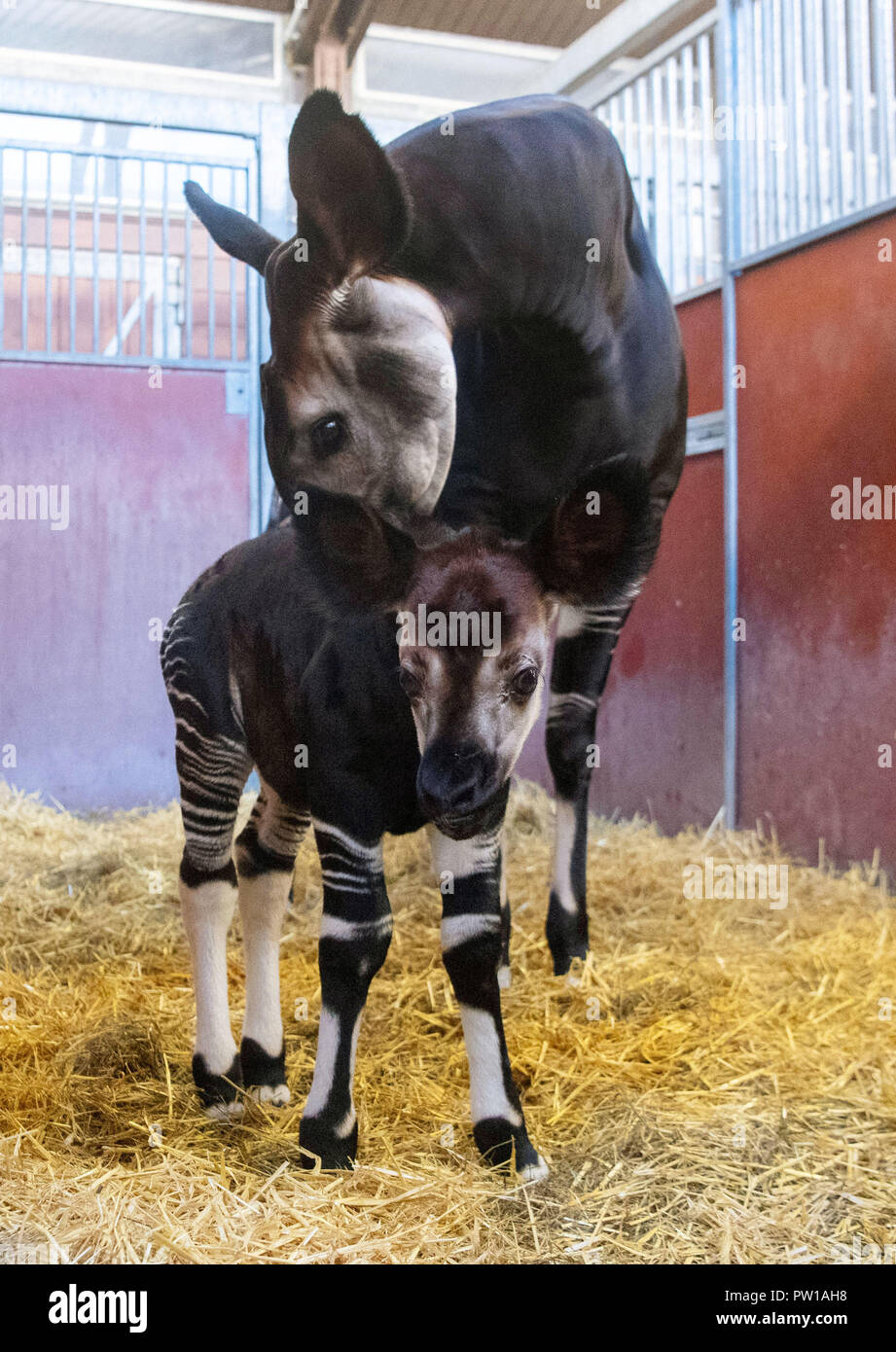 Okapi born hi-res stock photography and images - Alamy