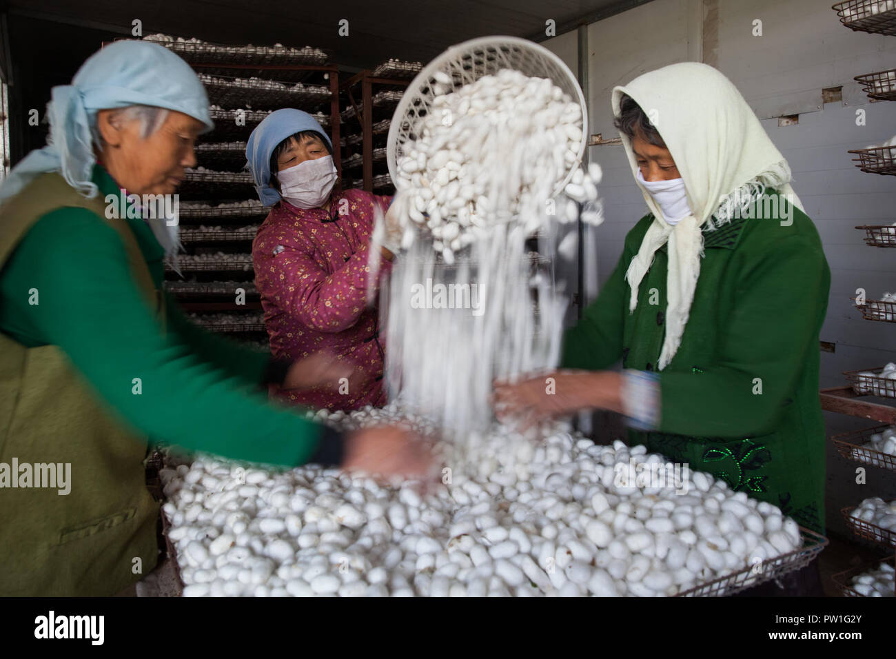 Silkworms mulberry leaf cocoons hi-res stock photography and images - Alamy