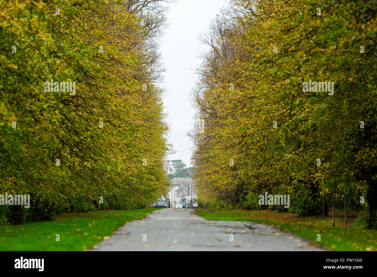 Strong wind moves tree branches hi-res stock photography and images - Alamy