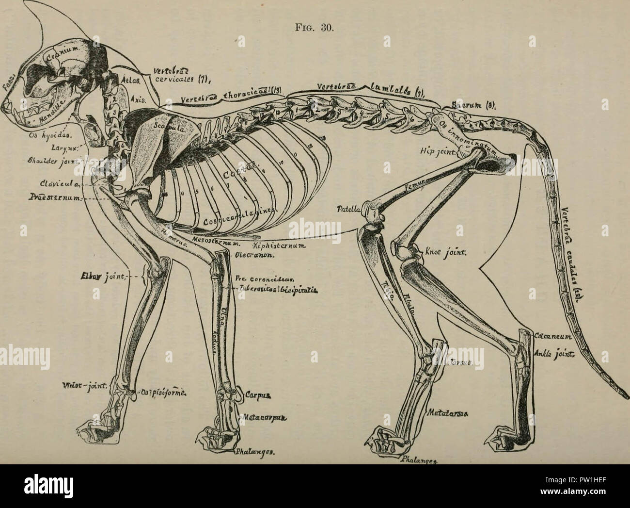 Vintage cat anatomy hi-res stock photography and images - Alamy