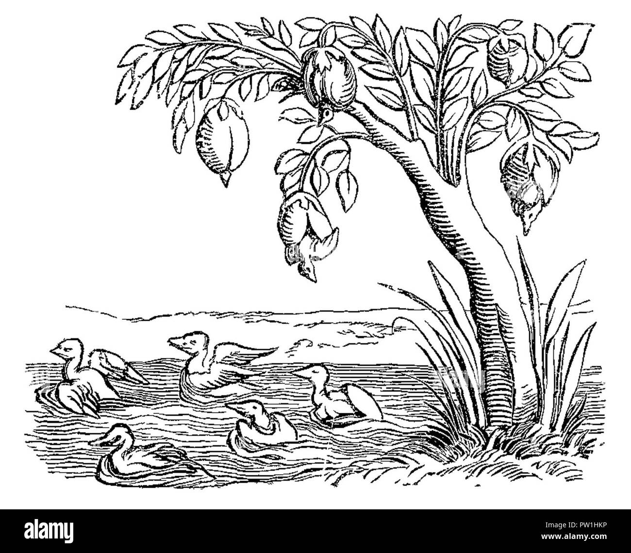 Barnacle Geese Barnacle Geese Black and White Stock Photos & Images - Alamy