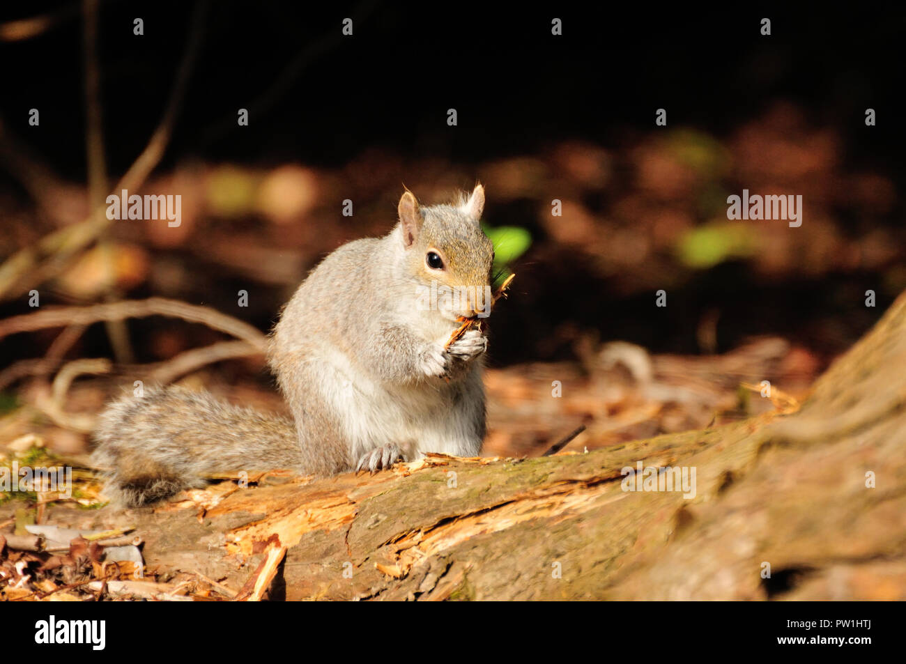 Eating bark hi-res stock photography and images - Alamy