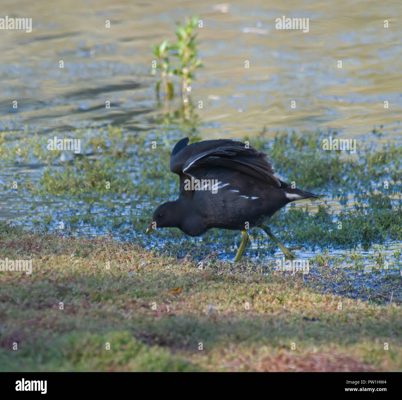 Young moorhen plumage hi-res stock photography and images - Alamy