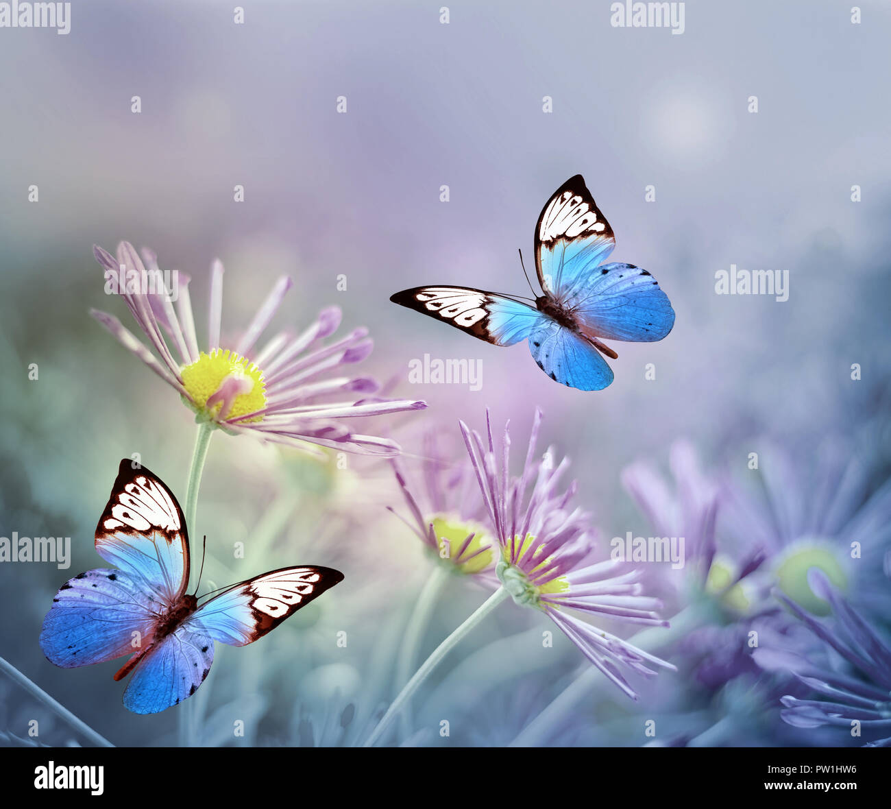 Beautiful blue butterfly and pink flowers Stock Photo - Alamy