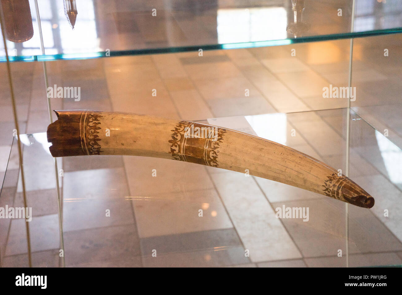 The tusk of an elephant on display in a glass shelf Stock Photo - Alamy