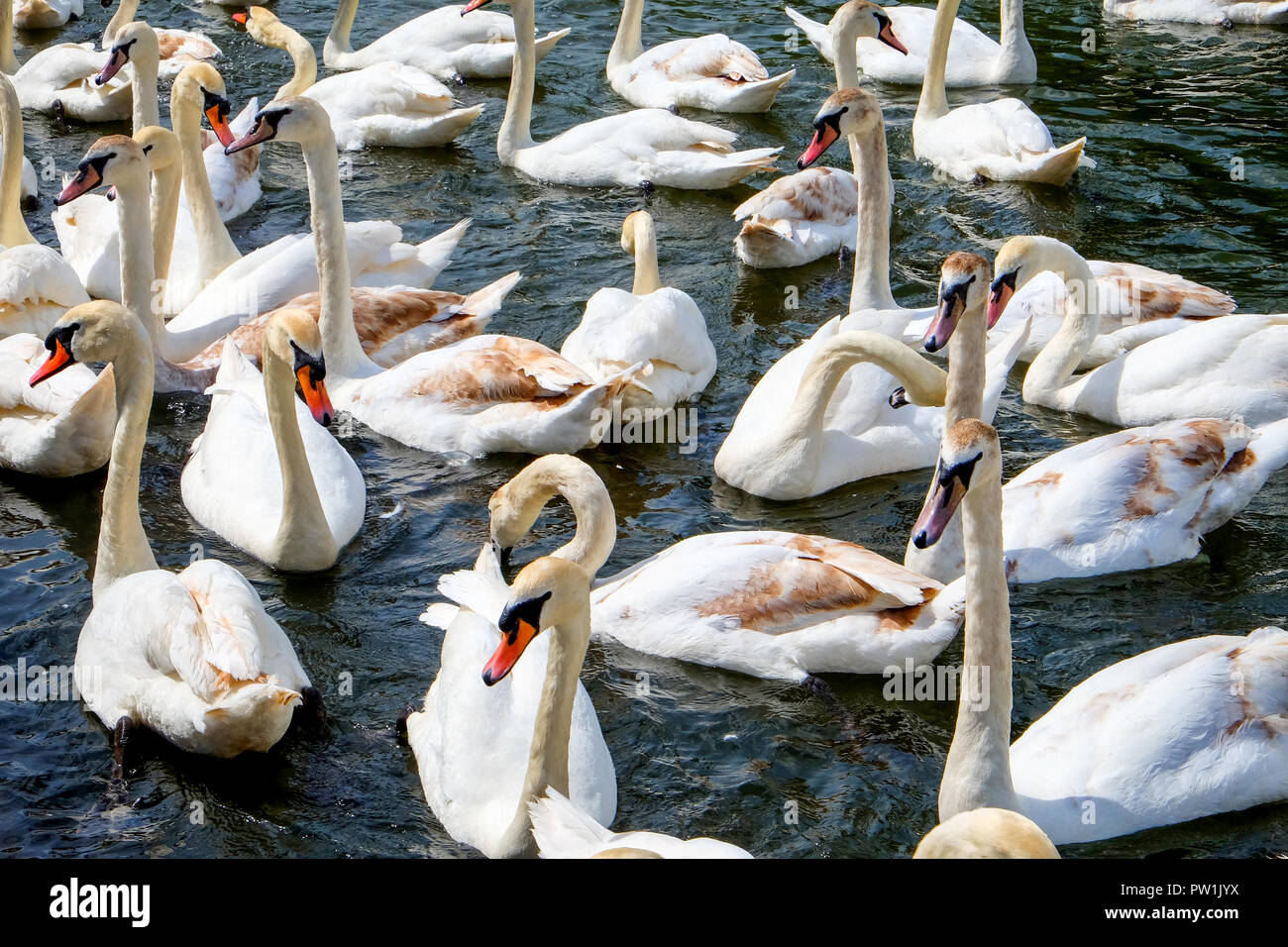 ten white swans close together in a group in the water, the swans long ...