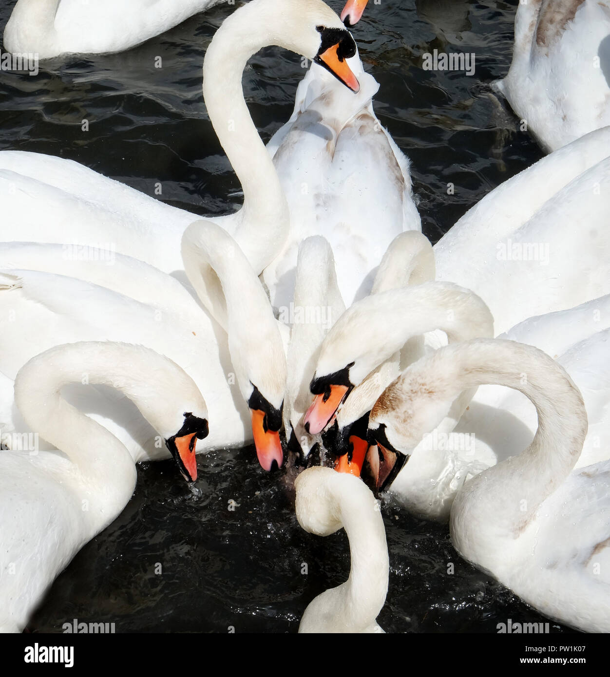 eight white swans close together their long curved necks are are close ...