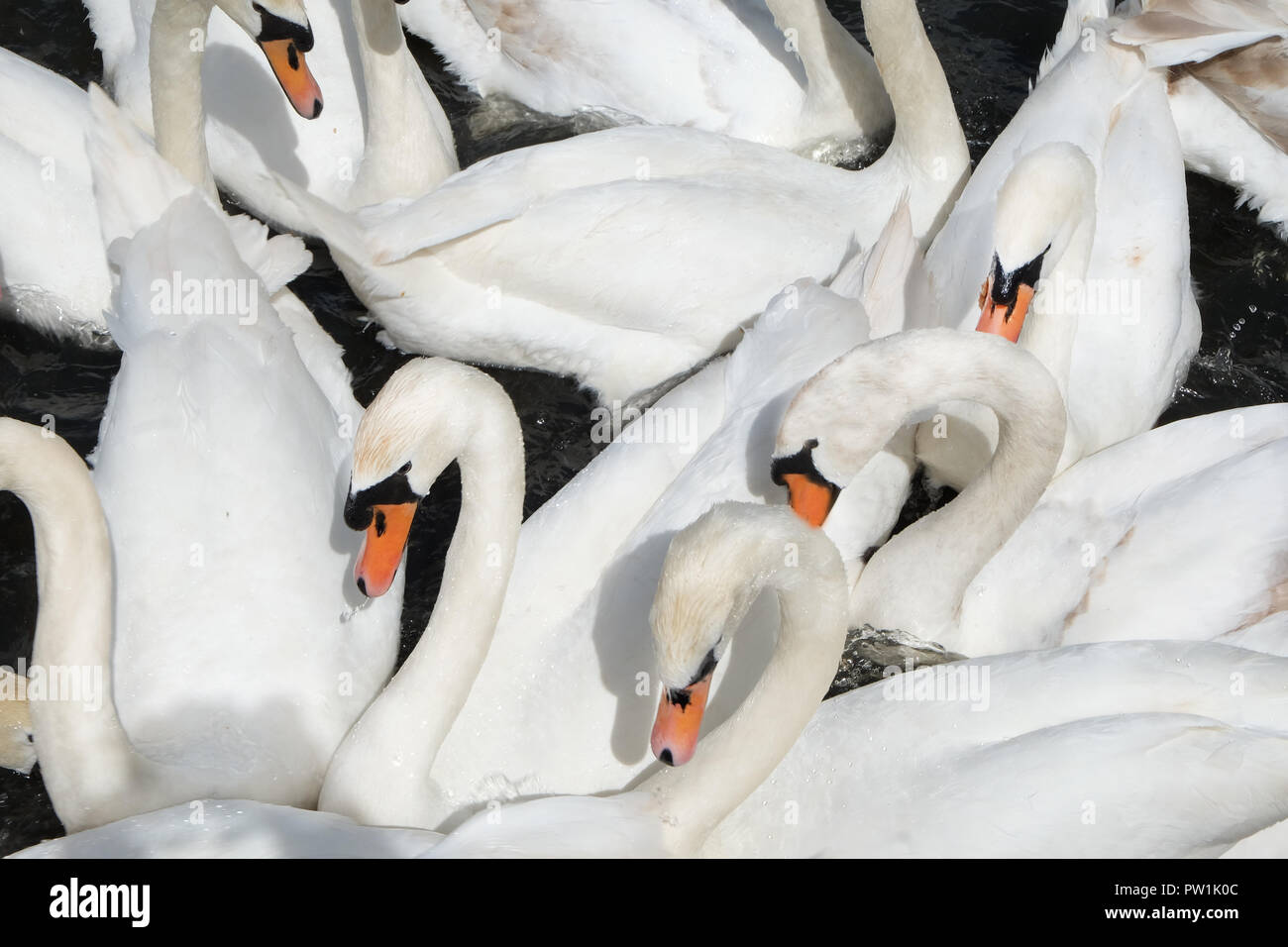 ten white swans close together in a group in the water, the swans long ...