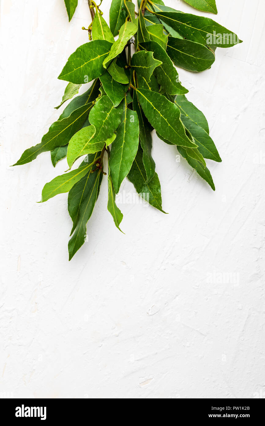 Bouquet of fresh bay leaves on white background Stock Photo - Alamy