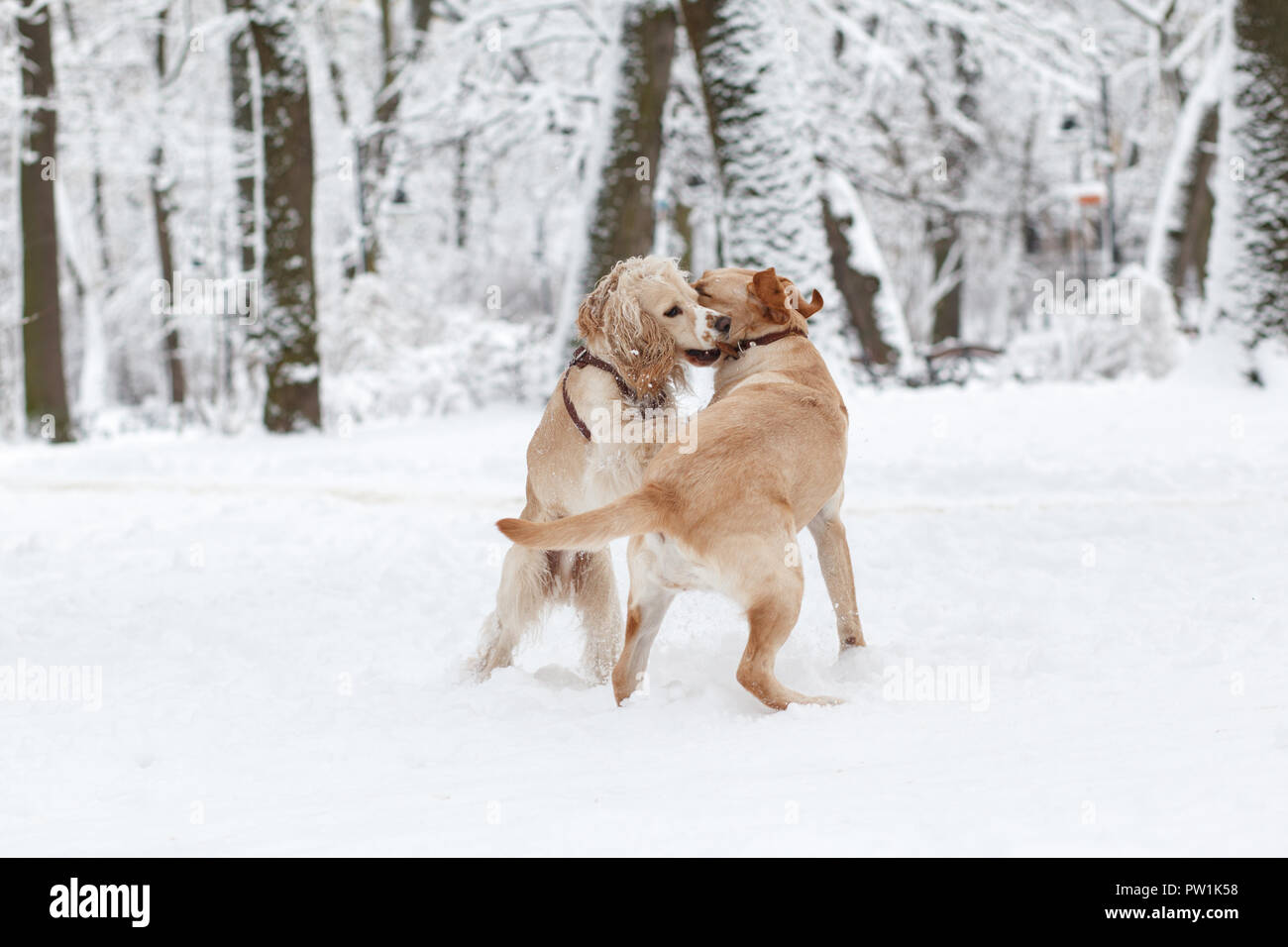 Dogs Playing in Snow. Winter dog walk in the park. Big dogs playing in ...