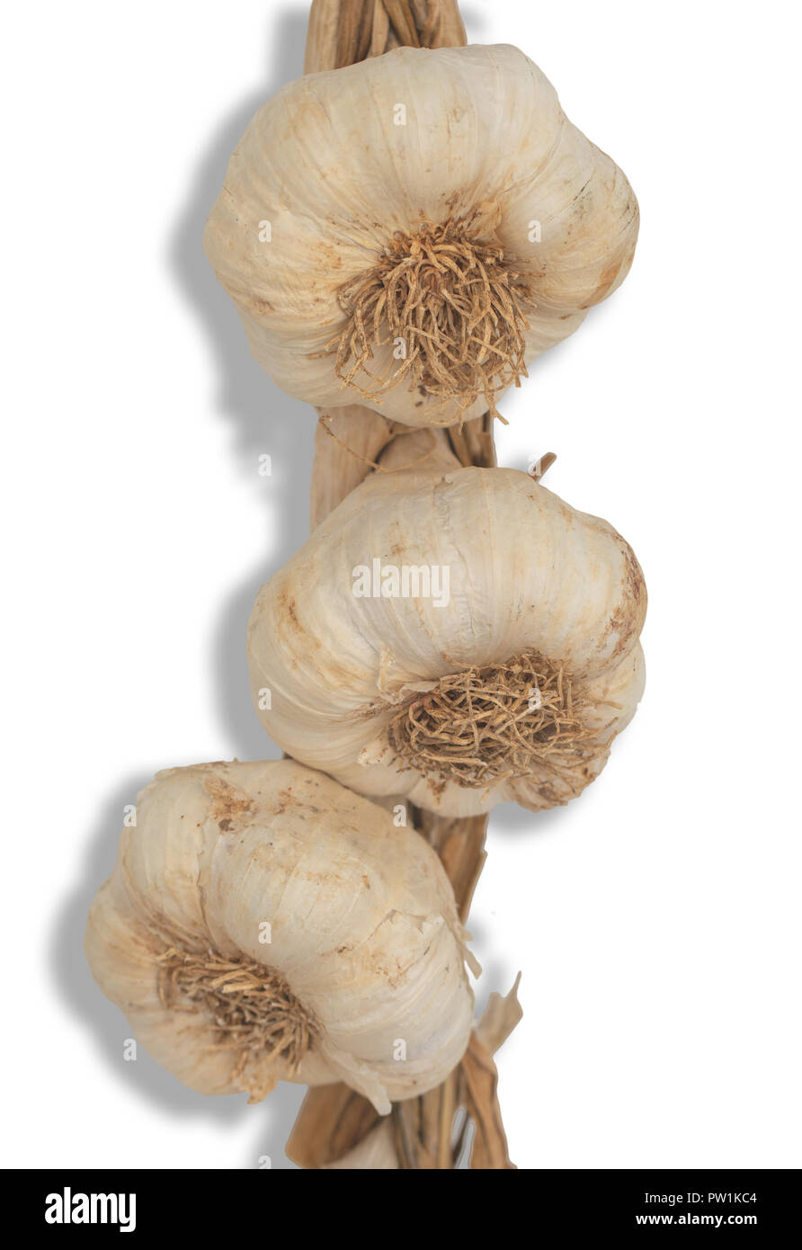 Three garlic heads drying on the white background Stock Photo - Alamy