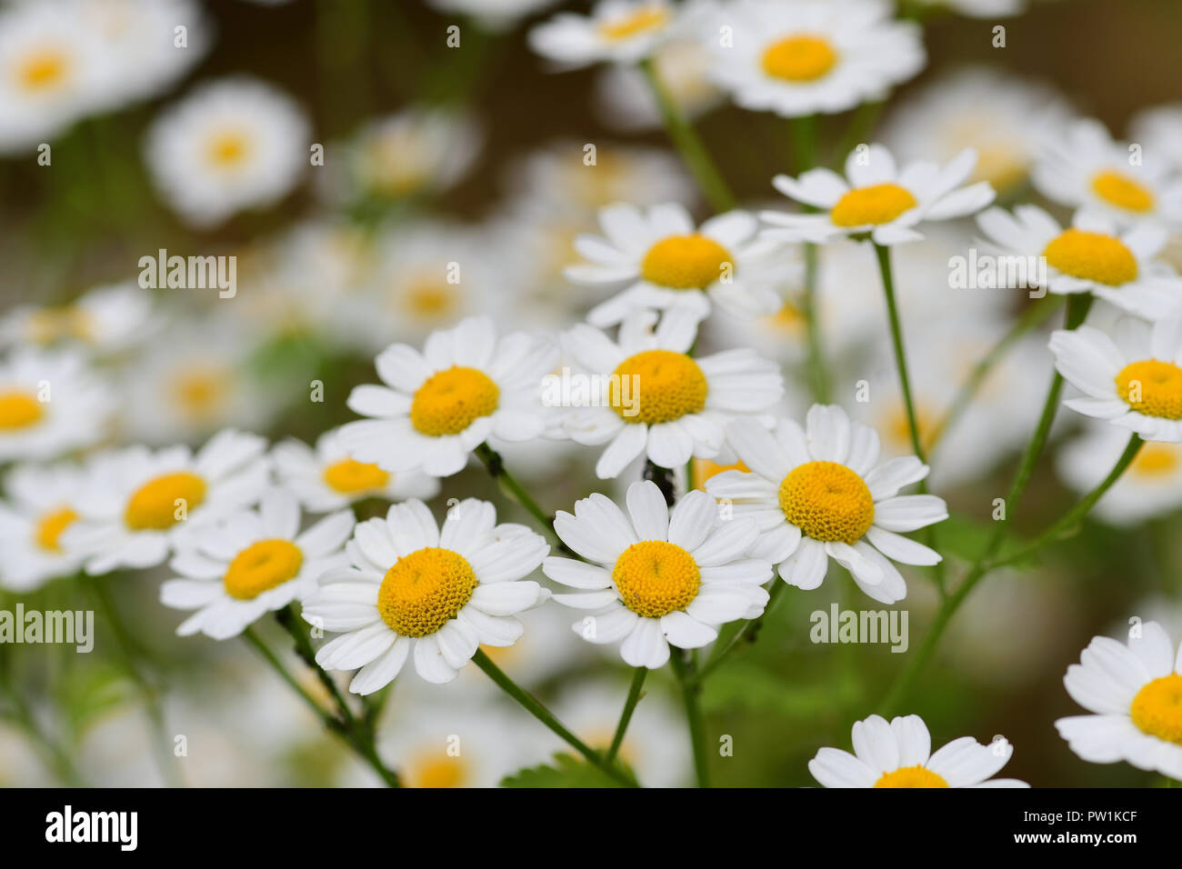 Feverfew beauty hi-res stock photography and images - Alamy
