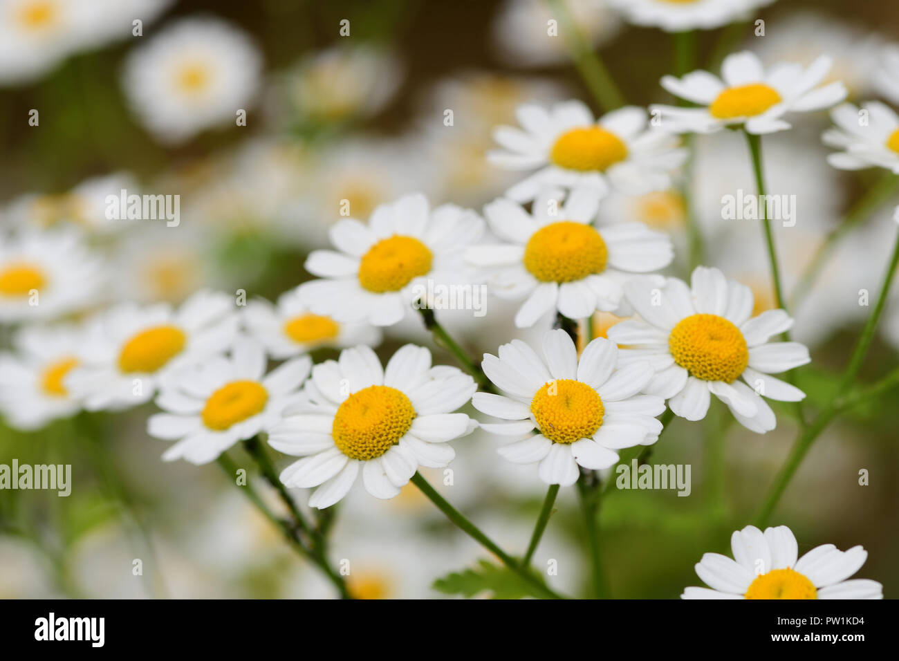 Feverfew beauty hi-res stock photography and images - Alamy
