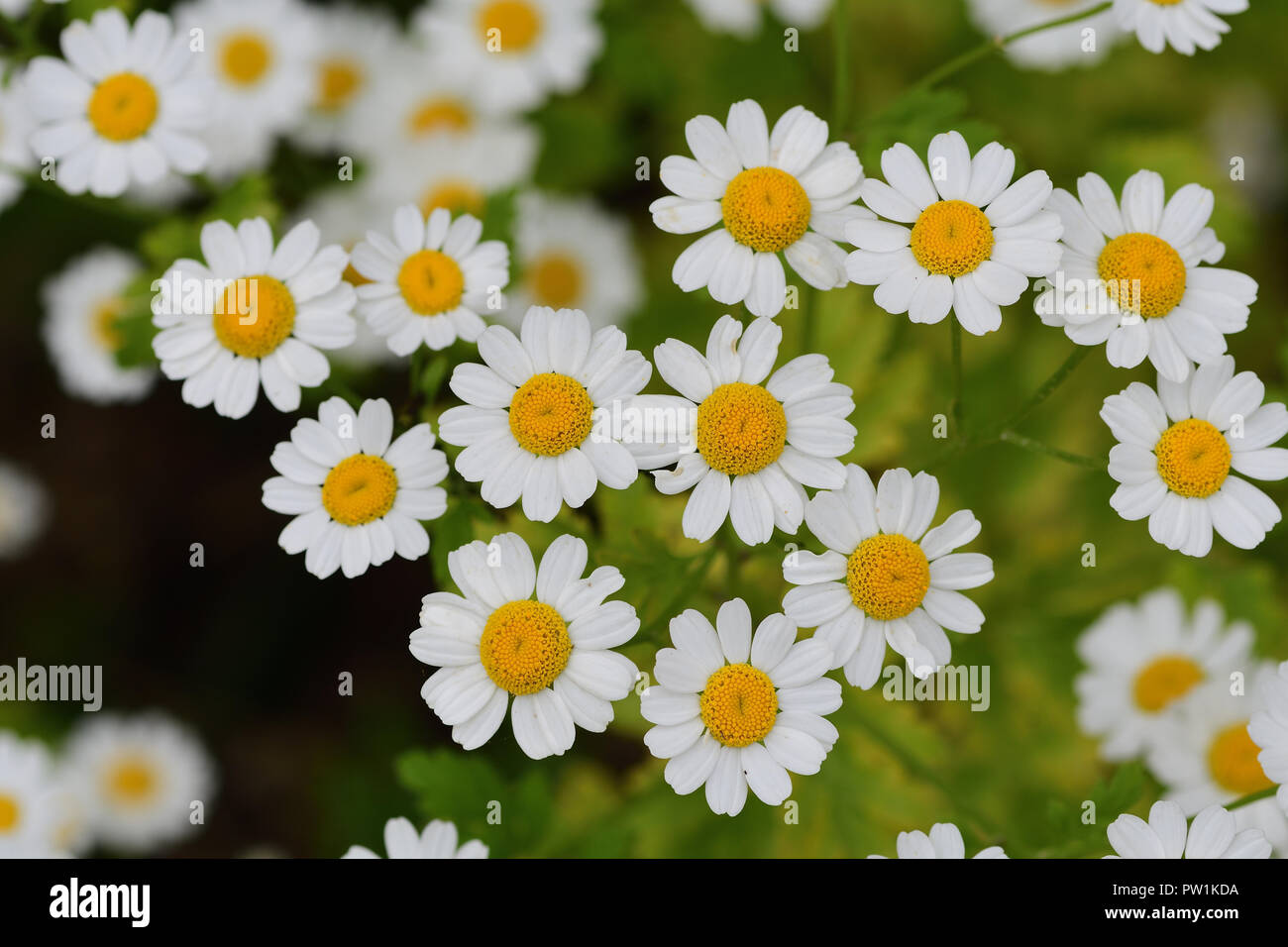 Feverfew beauty hi-res stock photography and images - Alamy