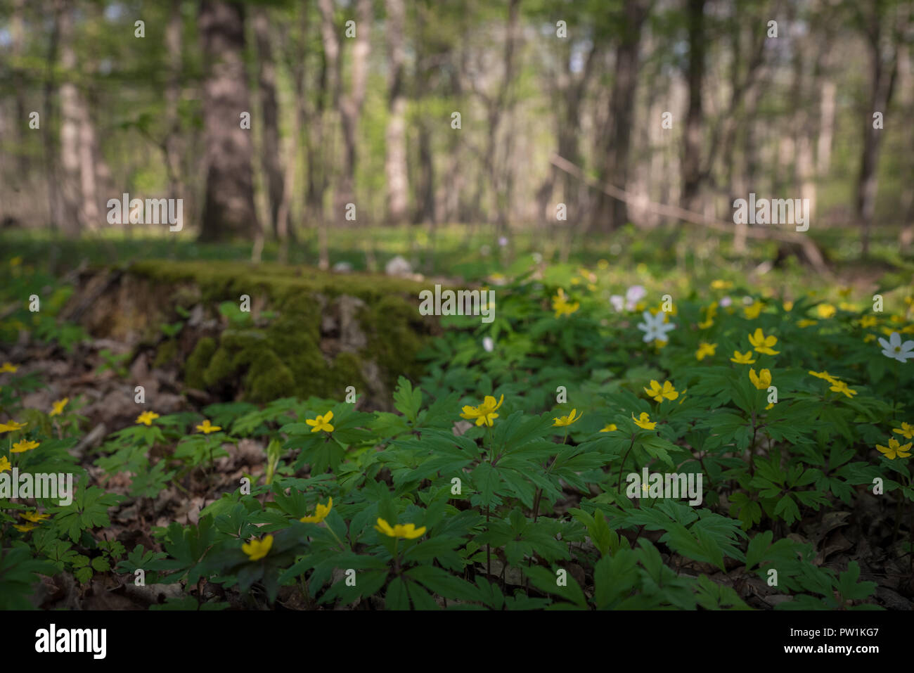 Fruhbluher im wald hi-res stock photography and images - Alamy Fruhbluher im wald hi-res stock photography and images - Alamy