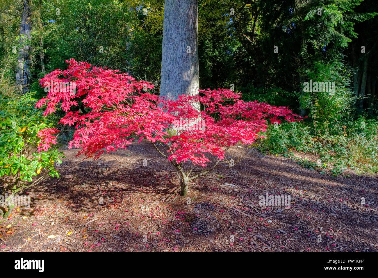 A young Canadian Maple tree with autumn leaves cought in the sun light ...