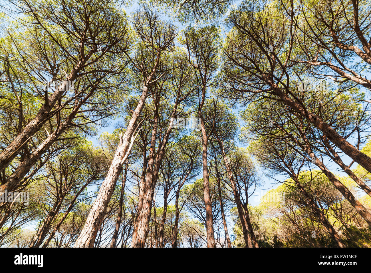 Pine trees seen from below in Caprera island, Sardinia Stock Photo - Alamy