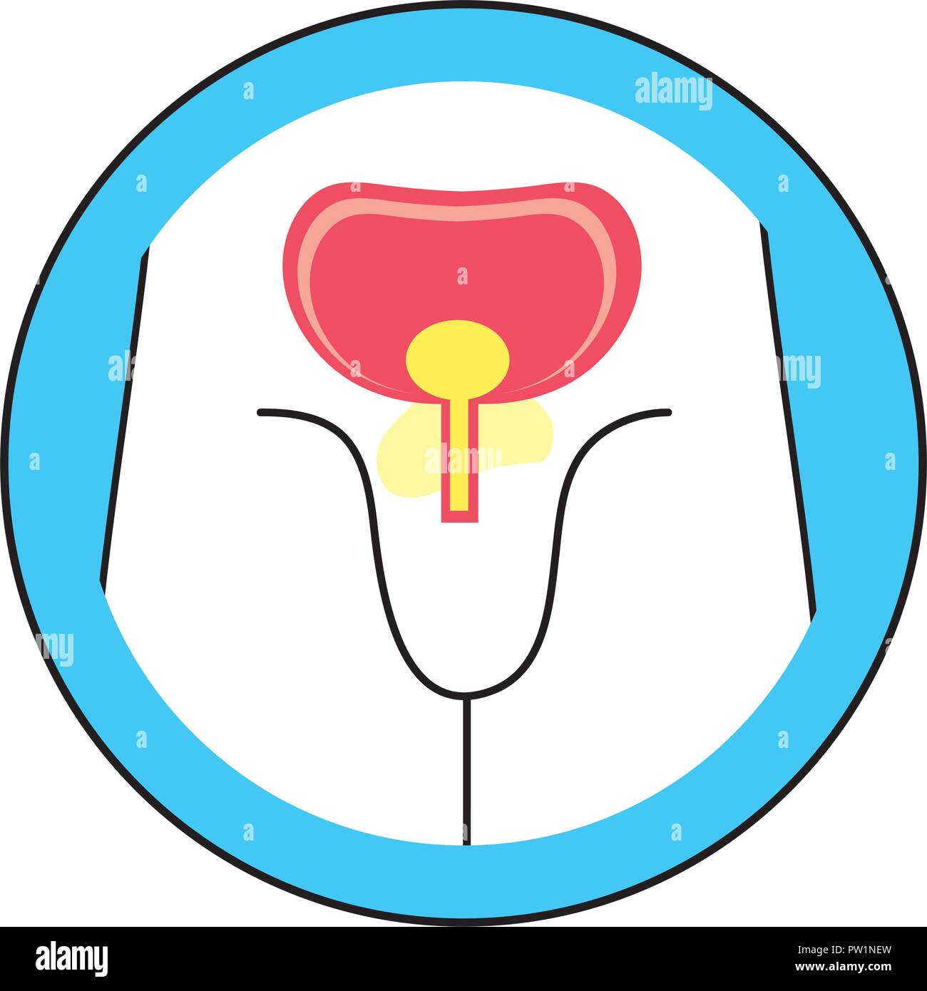 Bladder human organ Stock Vector Image & Art - Alamy