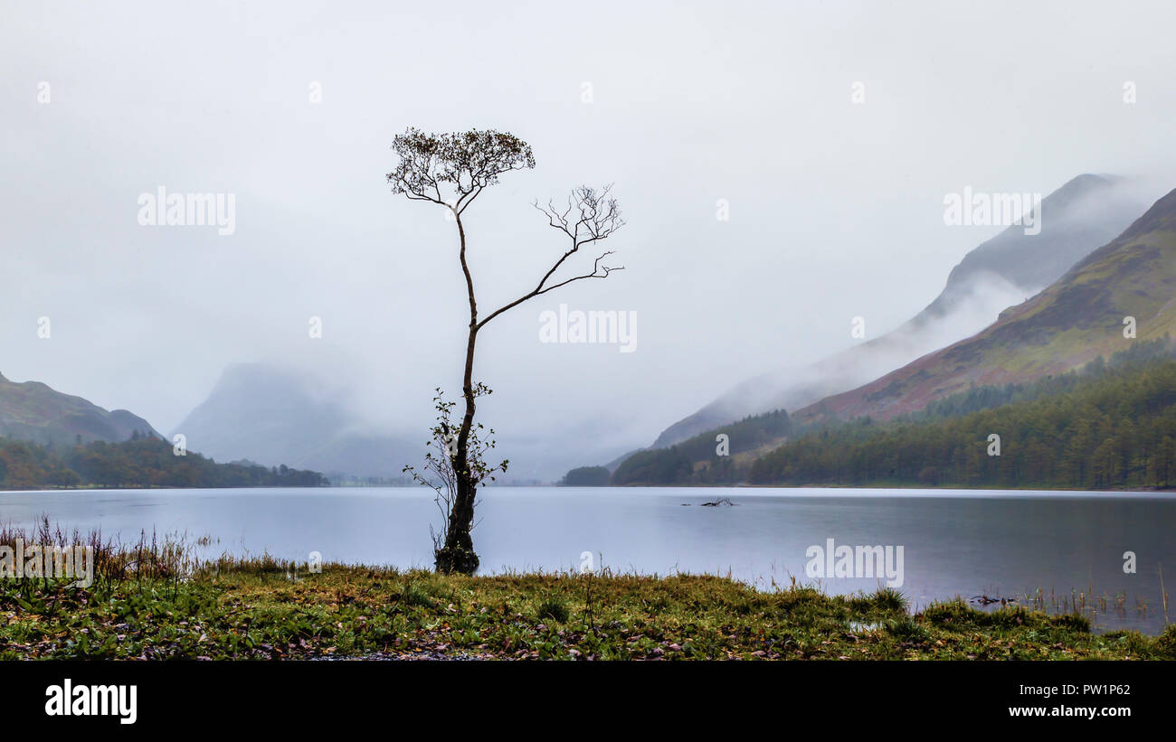 Lake Buttermere and the Lone Tree Stock Photo - Alamy