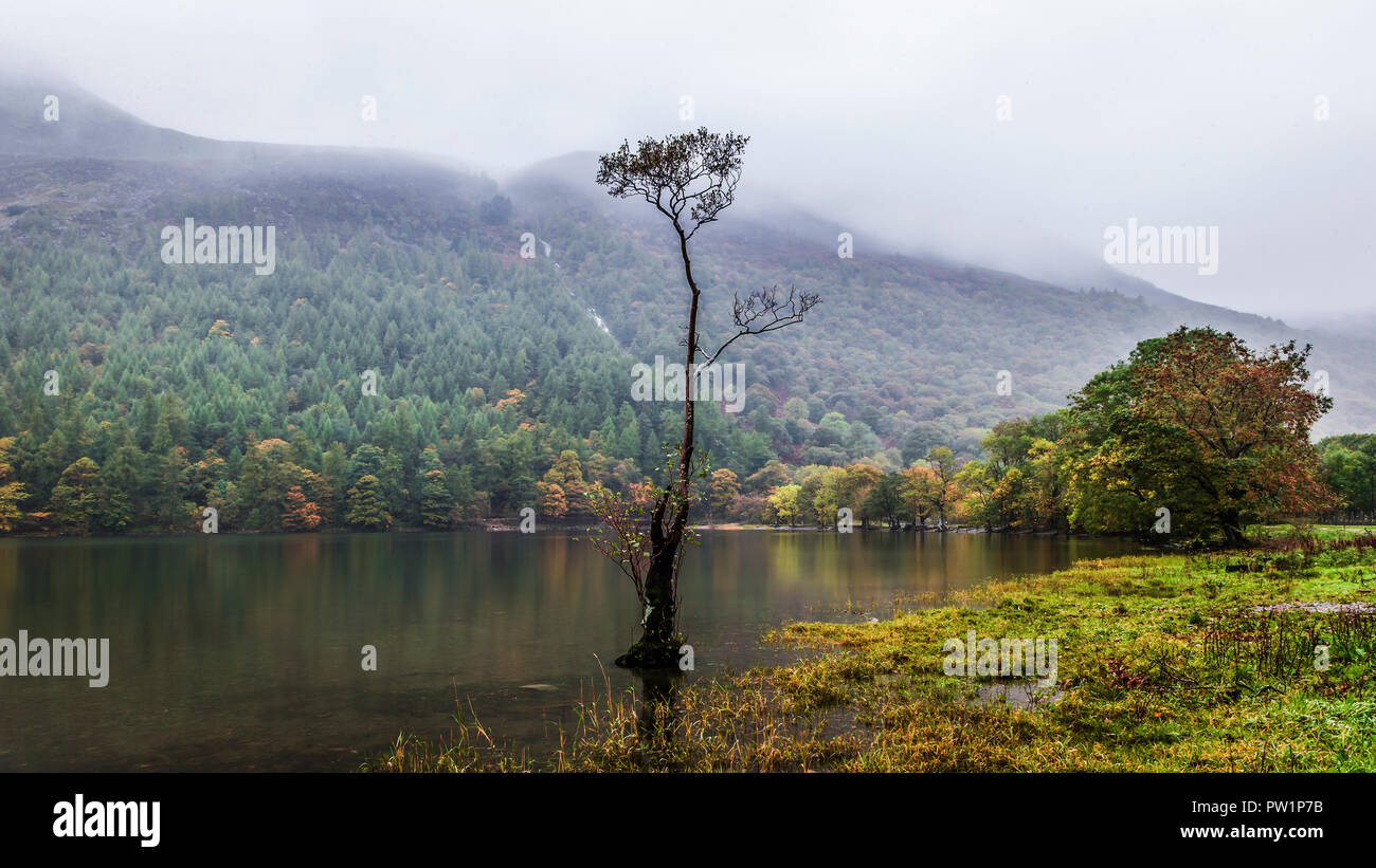 Lake Buttermere and the Lone Tree Stock Photo - Alamy