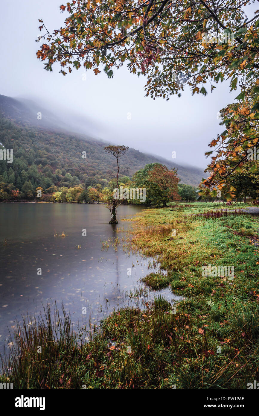 Lone tree buttermere lake district hi-res stock photography and images ...