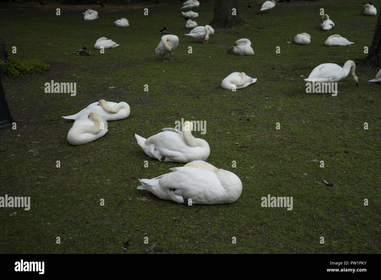 Resting swan hi-res stock photography and images - Alamy