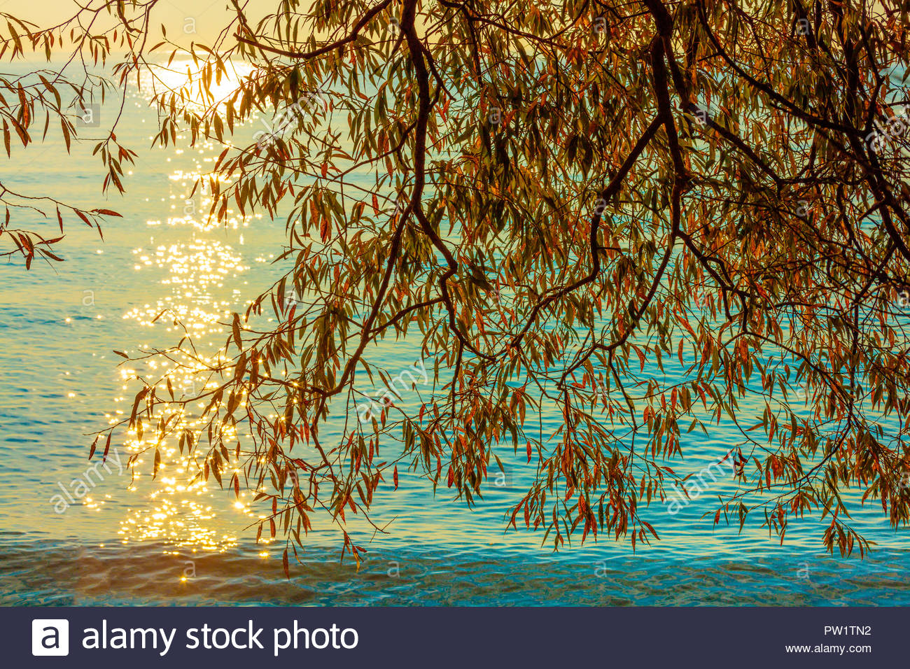 Willow Tree High Resolution Stock Photography and Images - Alamy