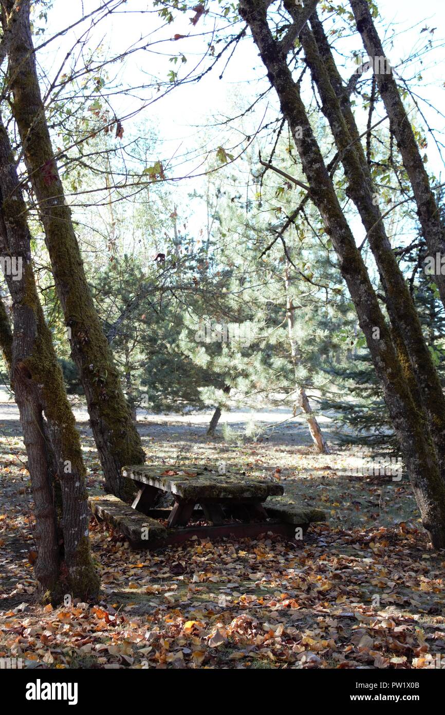 Rotten and long forgotten. A solitary and deteriorating moss covered ...