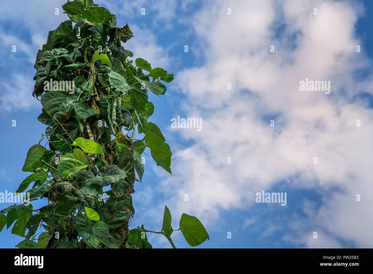 Beanstalk against sky Stock Photo - Alamy