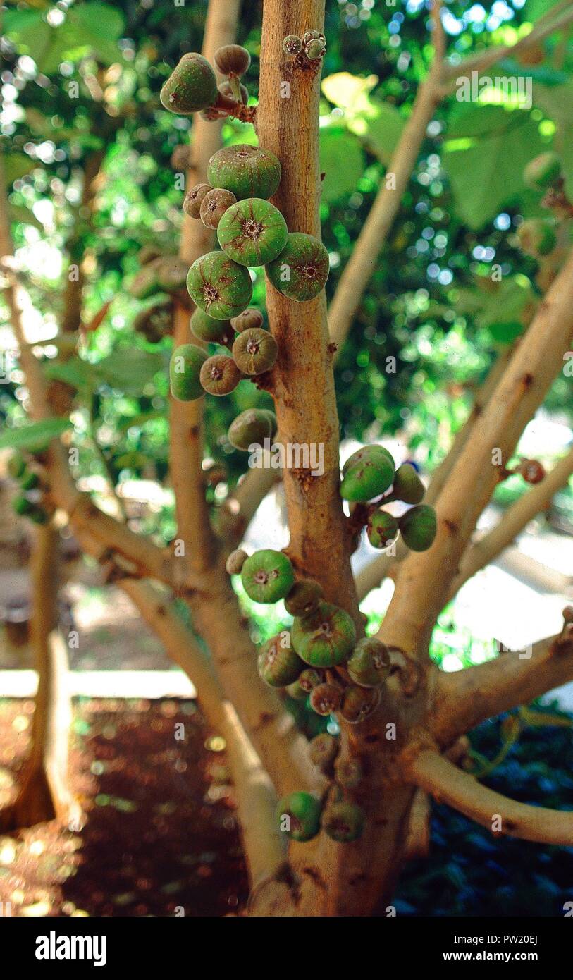 Higuera silvestre hi-res stock photography and images - Alamy