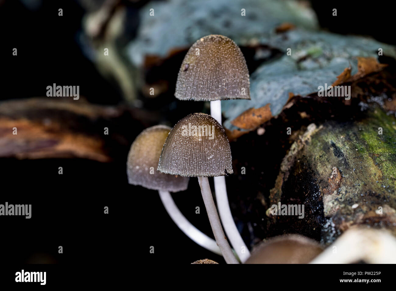 Mushrooms growing out of wood. Close up of little brown mushroom ...