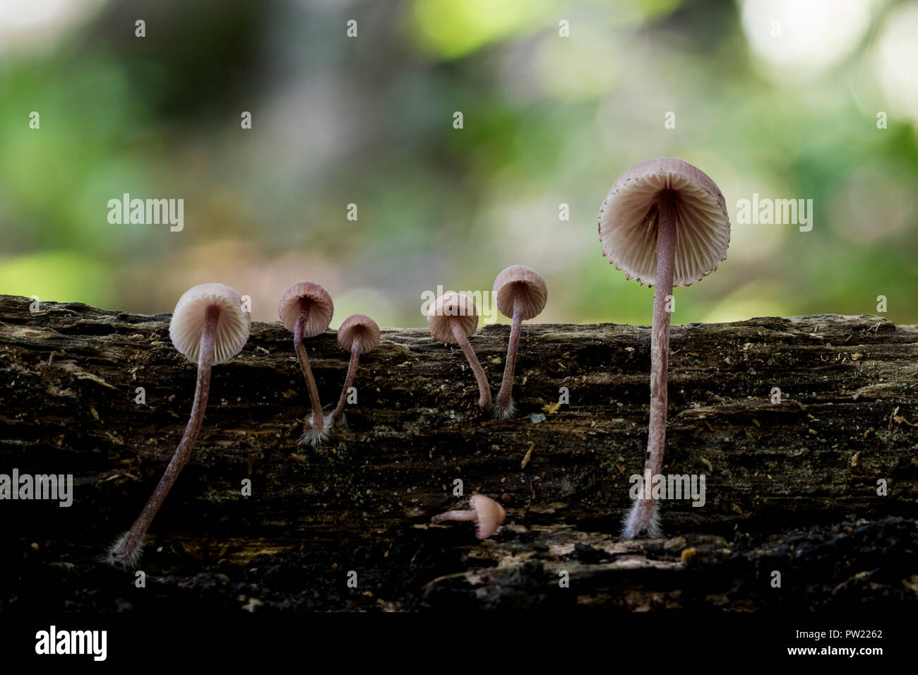 Small mushrooms hi-res stock photography and images - Alamy