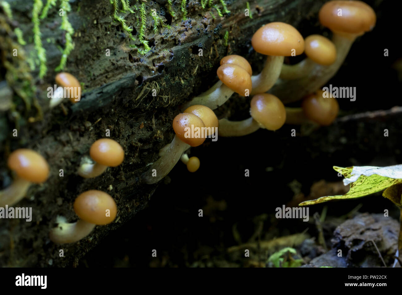 Tiny orange cap mushrooms sprouting from rotting bark. Saprophytic ...