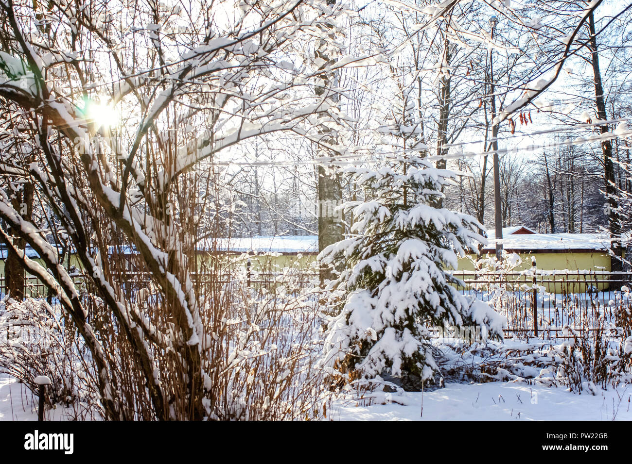 Winter background with frosty trees, fir and bushes. Forest under snow ...