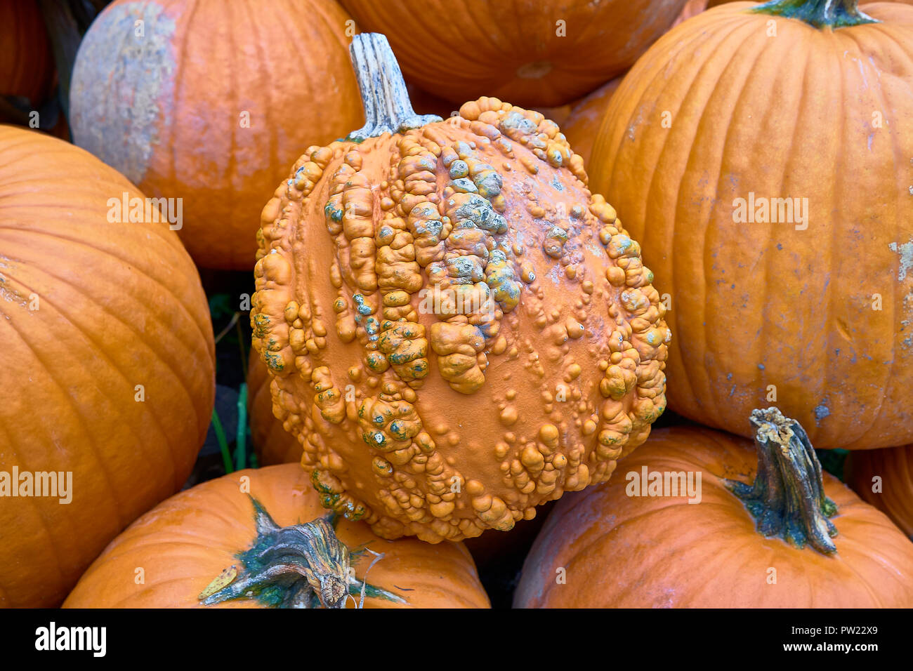 Pumpkins for sale big collection hi-res stock photography and images ...